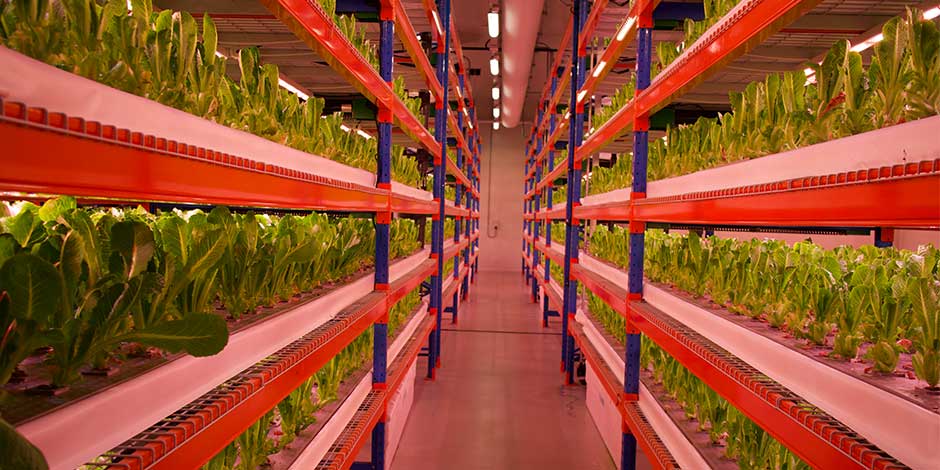 Revolutionizing Sustainable Agriculture in The Middle East | HDR