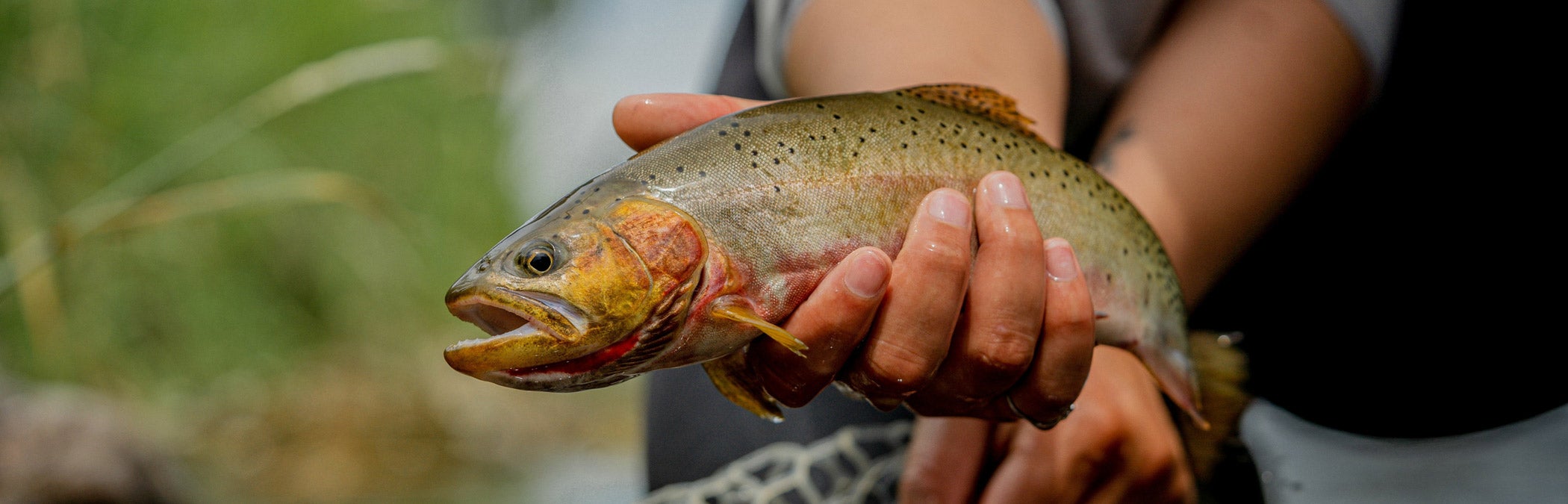 Native Salmonid Conservation Facility | HDR