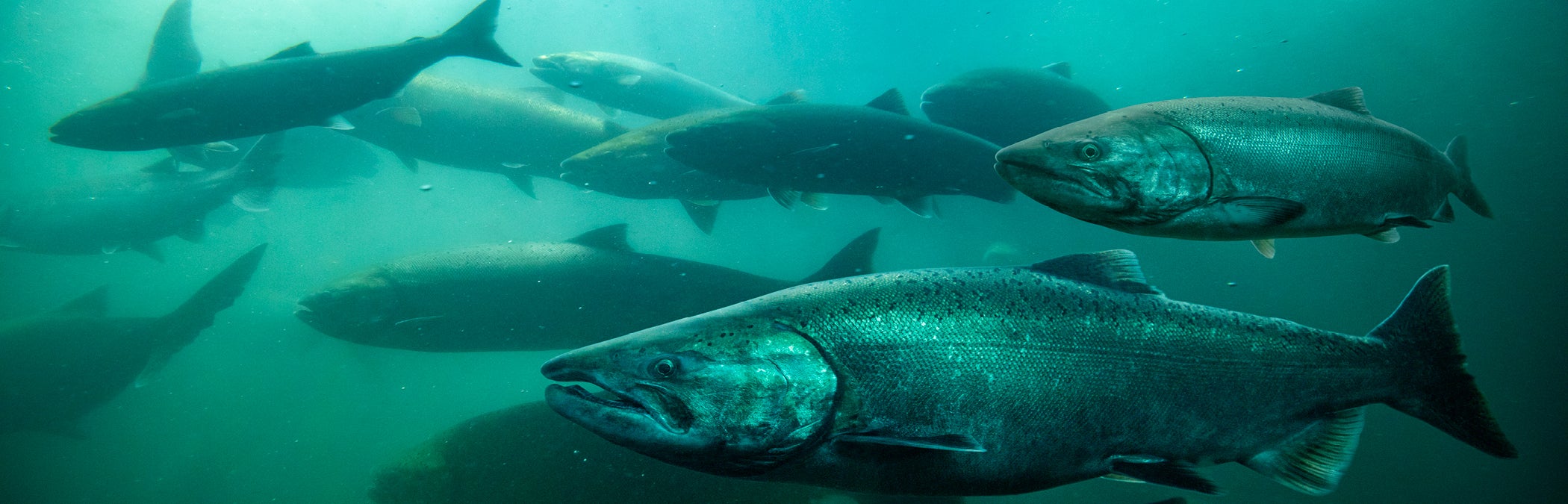 Upper Fraser River Conservation Hatchery | HDR